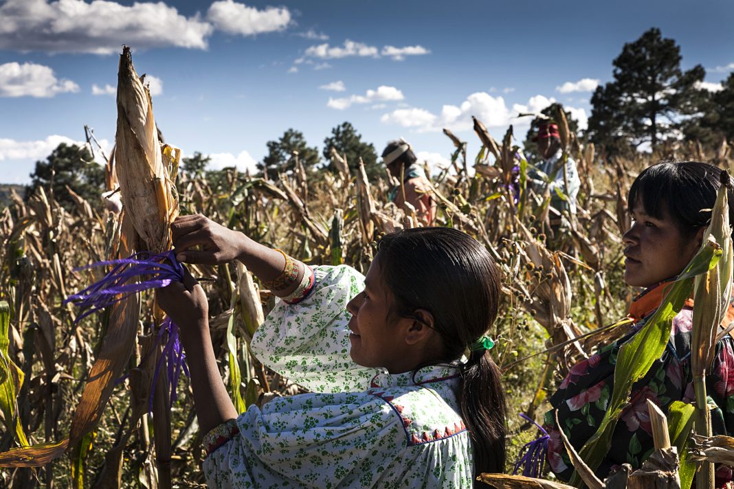 Mexican documentary depicts lives of indigenous corn farmers - Inland Empire Community News