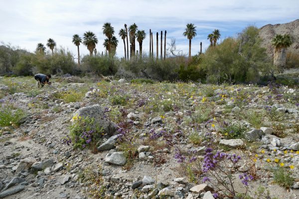 Chuckwalla Bench event | Inland Empire Community News